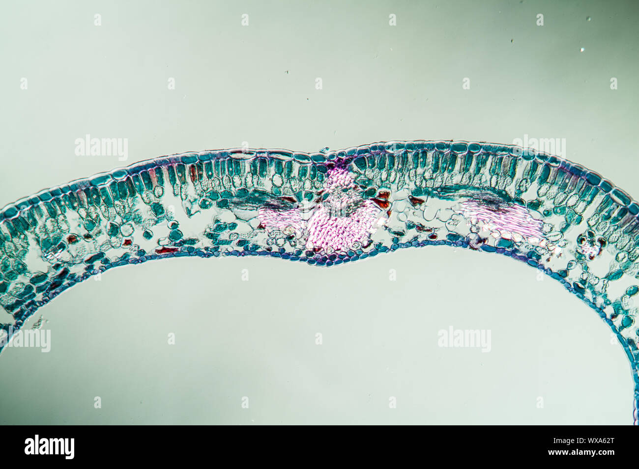 Cross Section Leaf Microscope High Resolution Stock Photography and ...