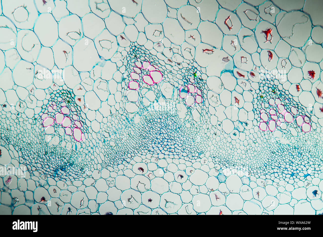 common comfrey stalk cross section, 100x Stock Photo - Alamy