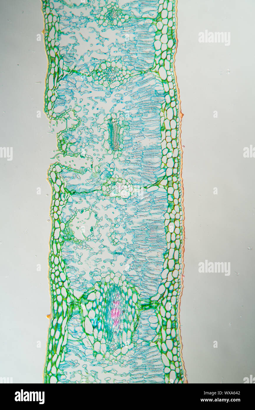 Leaf Cross Section Microscope