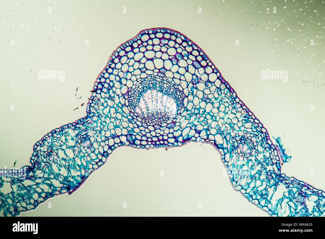 Cross Section Leaf Microscope Stock Photos & Cross Section Leaf ...