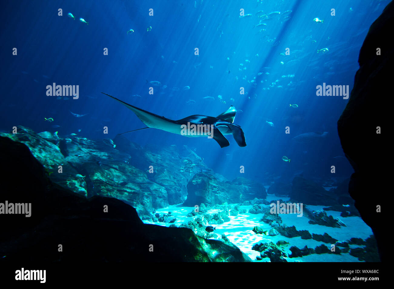 Beautiful Manta ray swimming in the deep blue ocean with lots of fish ...