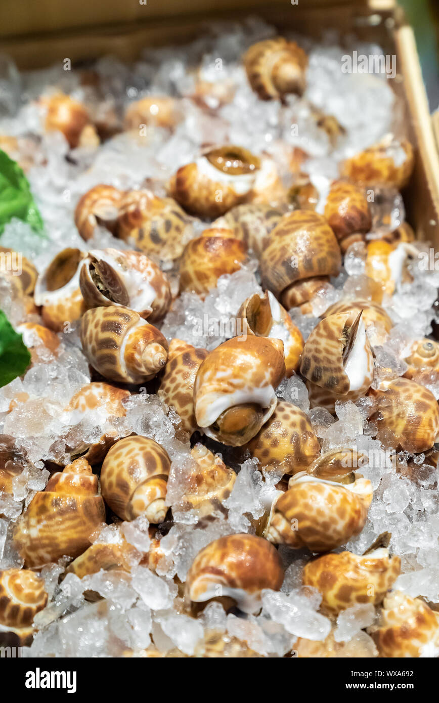 Babylon snails seafood on ice Stock Photo - Alamy
