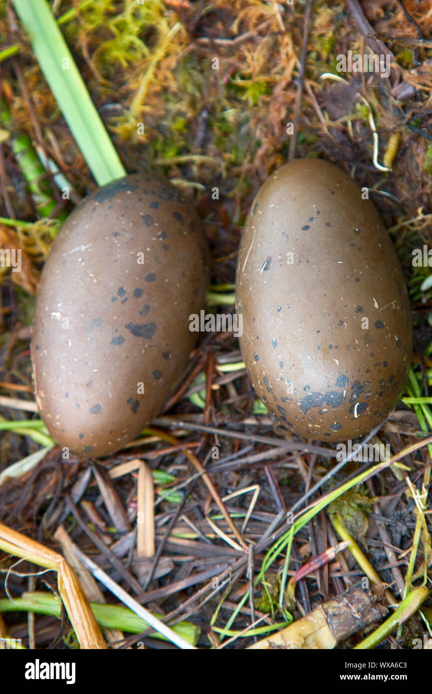 Red testicles hi-res stock photography and images - Alamy