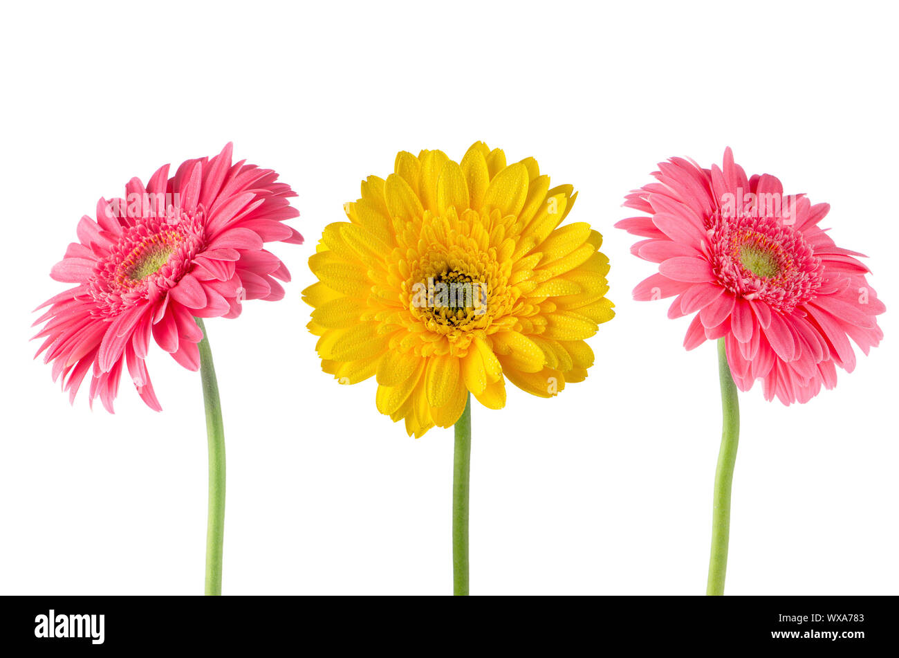 Set of 3 gerberas isolated on white background Stock Photo - Alamy