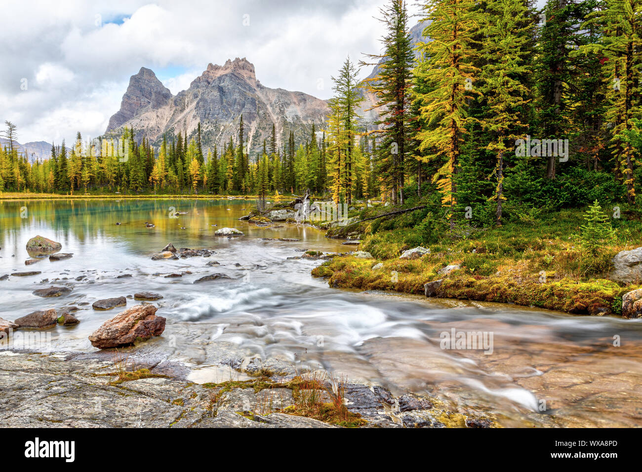 Larch trees turning golden on Moor Lakes with Yukness Mountain in the ...