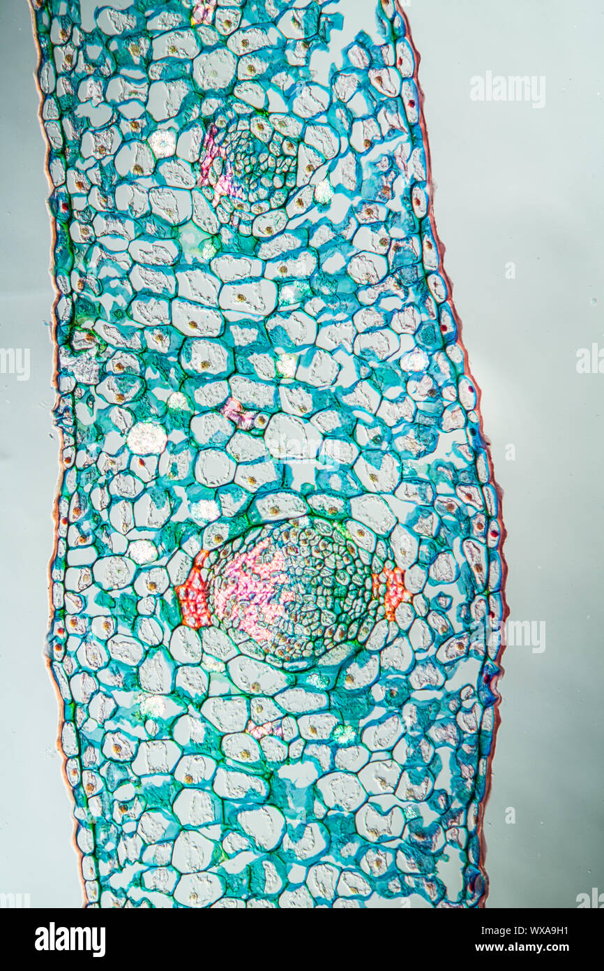 Microscope cells hi-res stock photography and images - Alamy