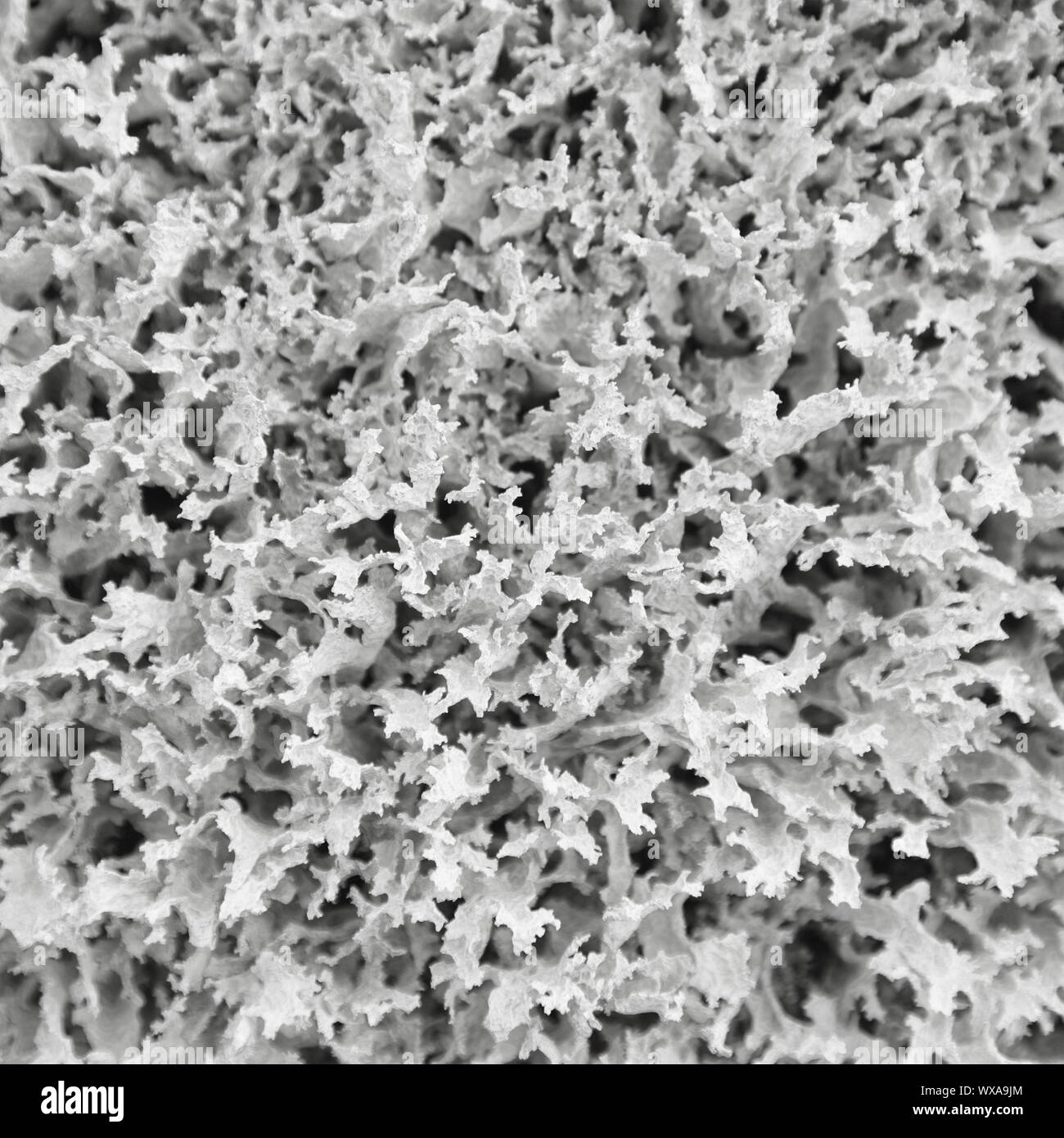 Pattern of northern moss in black and white colors Stock Photo - Alamy