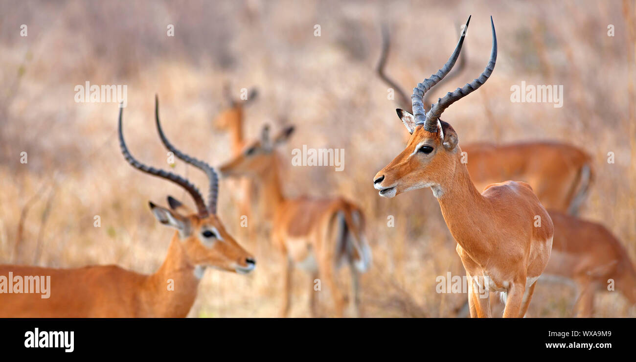 Wild Impala in the African savannah, Tanzania Stock Photo - Alamy