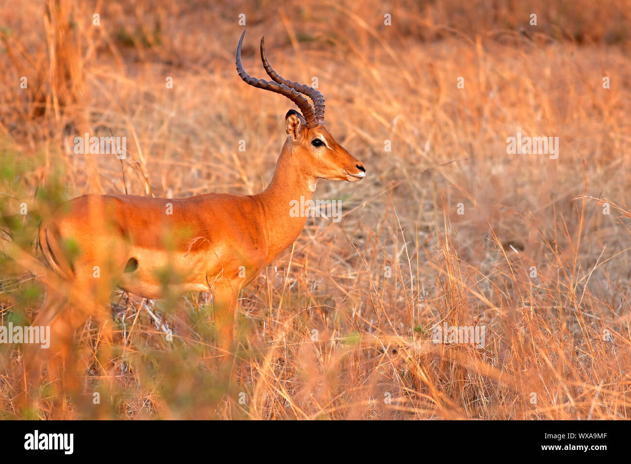Wild Impala in the African savannah, Tanzania Stock Photo - Alamy