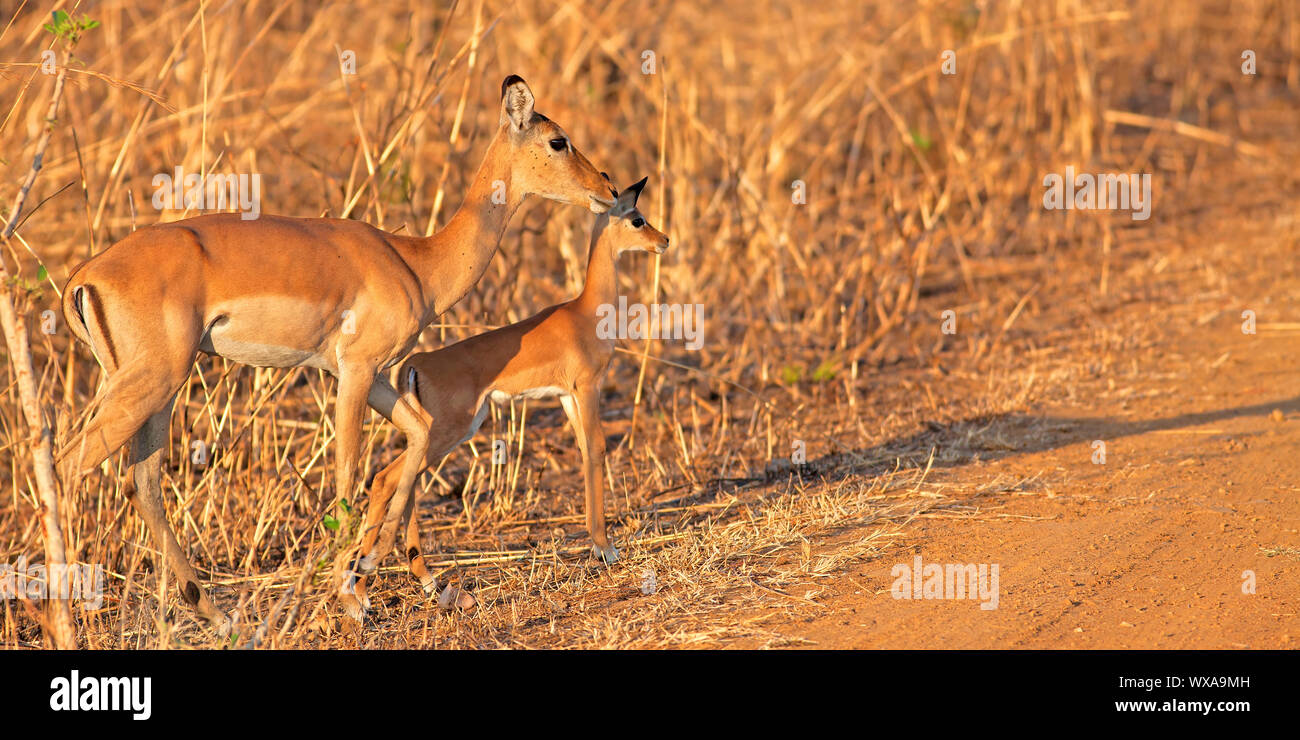 Wild Impala in the African savannah, Tanzania Stock Photo - Alamy