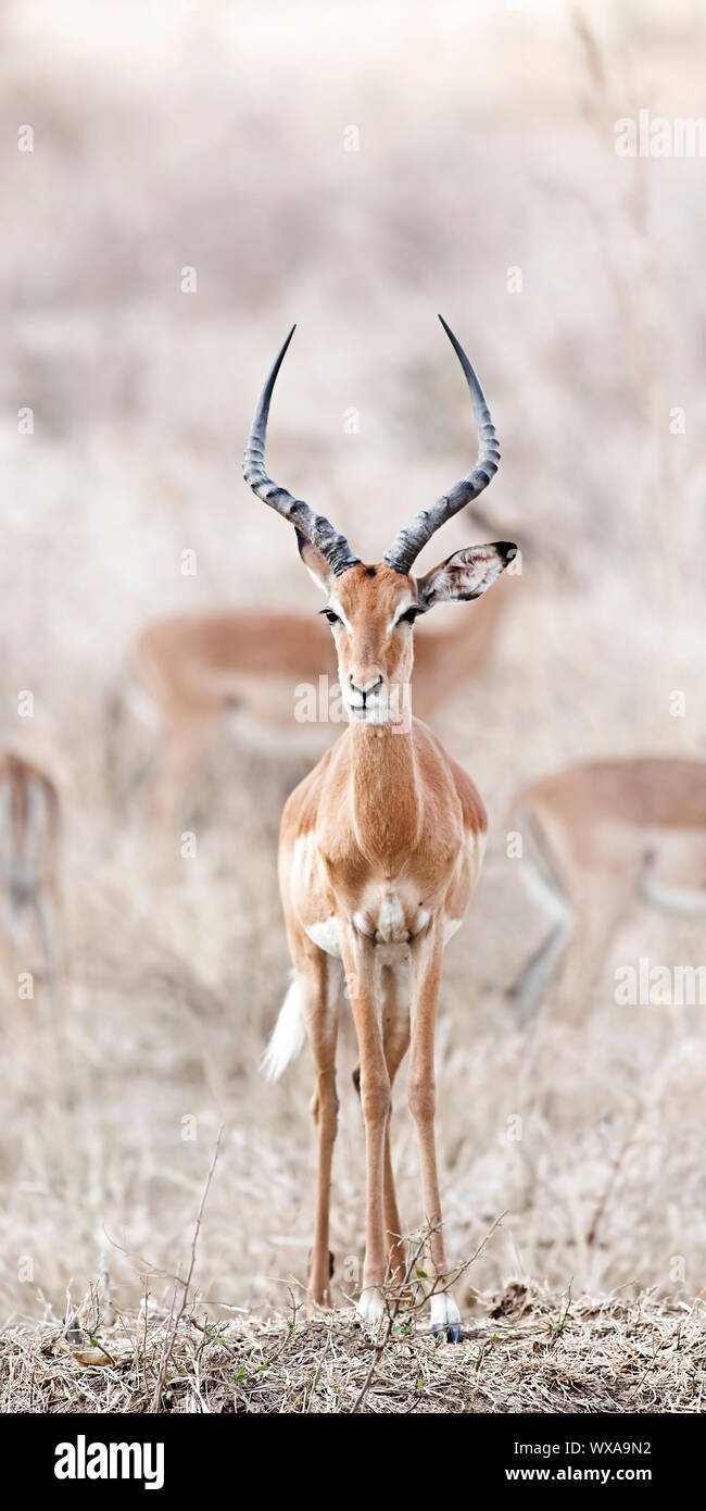 Wild Impala in the African savannah, Tanzania Stock Photo - Alamy
