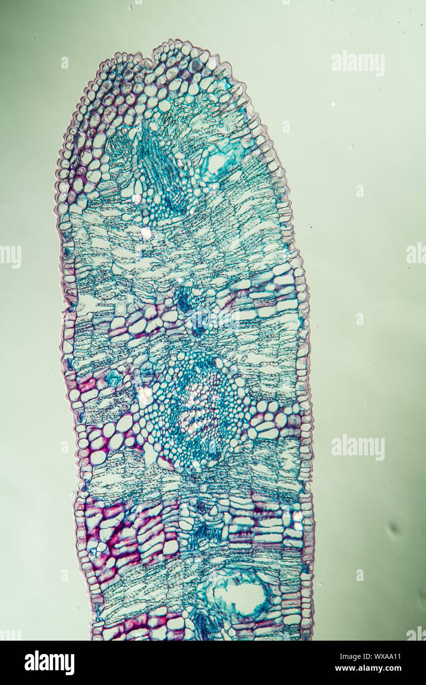 Eucalyptus leaf Cross section through leaf 100x Stock Photo - Alamy