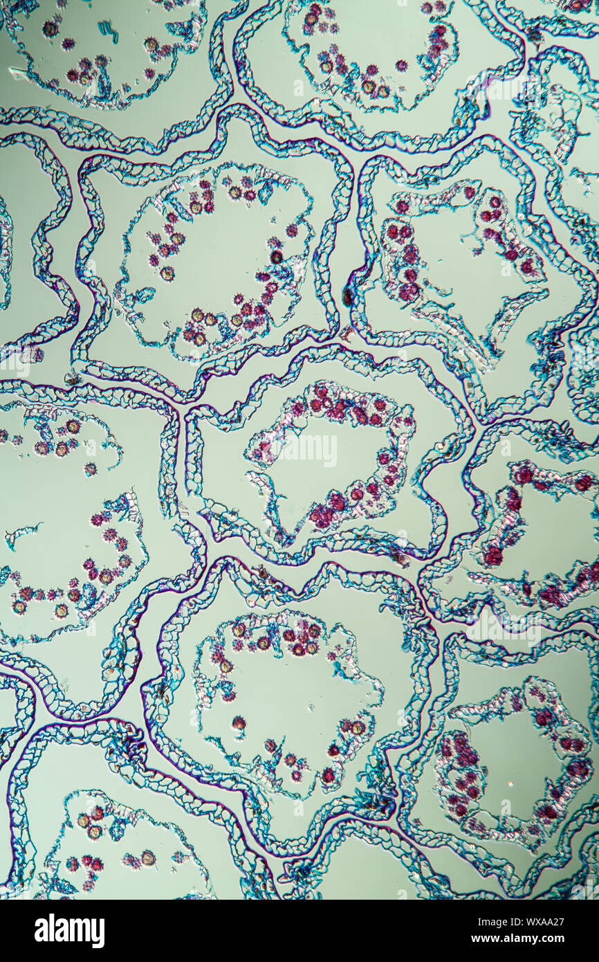 Margarite flower in cross section, 100x Stock Photo - Alamy