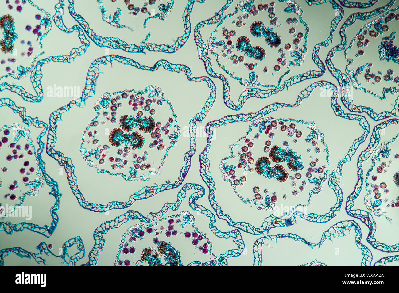 Margarite flower in cross section, 100x Stock Photo - Alamy
