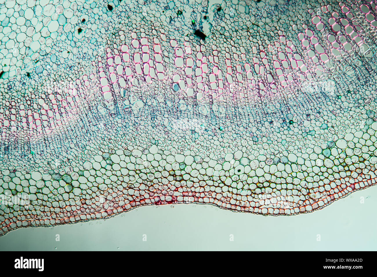 Angiosperm Cross Section Tissue