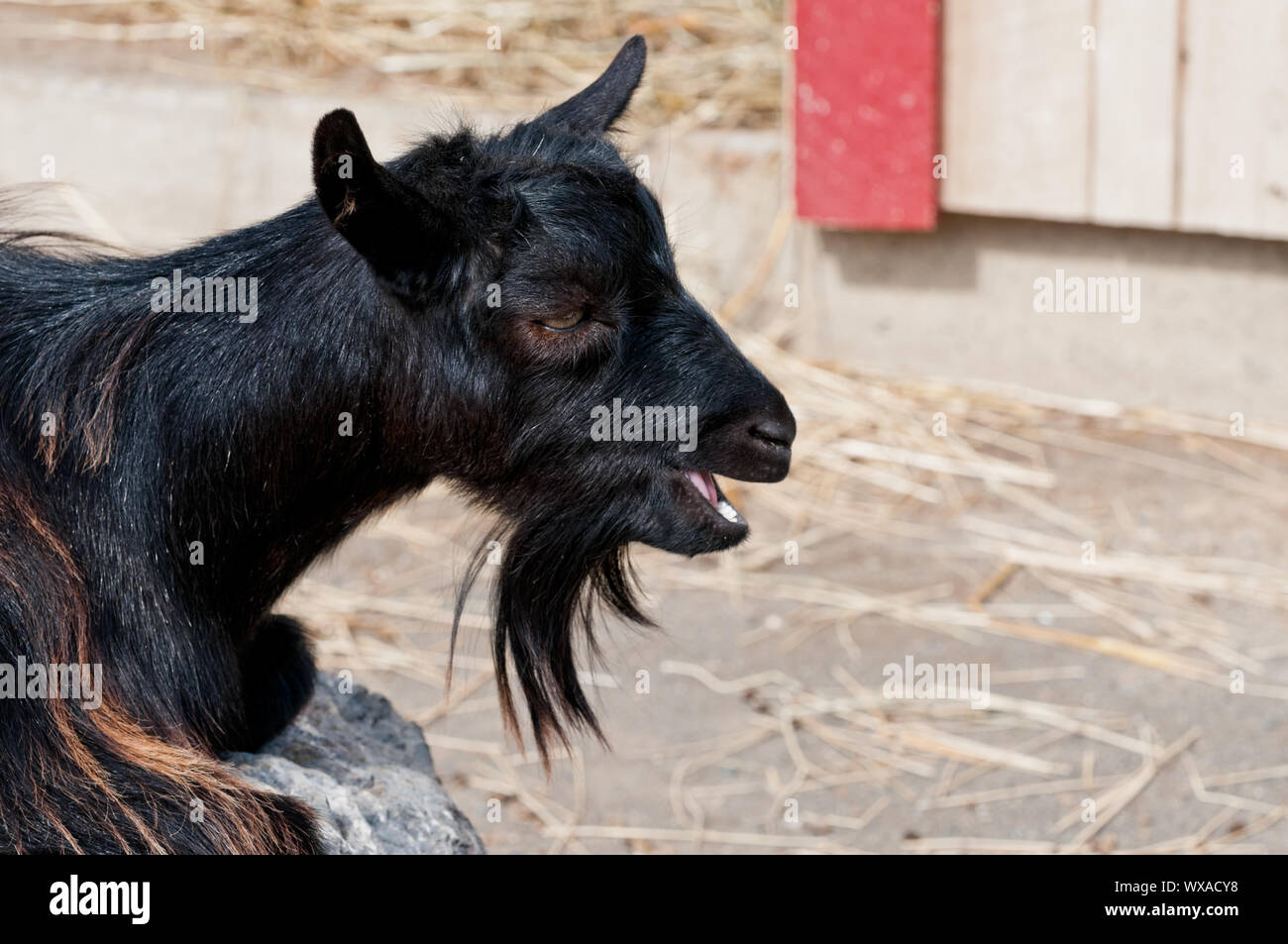 Farm goat resting after meal and ruminating Stock Photo - Alamy