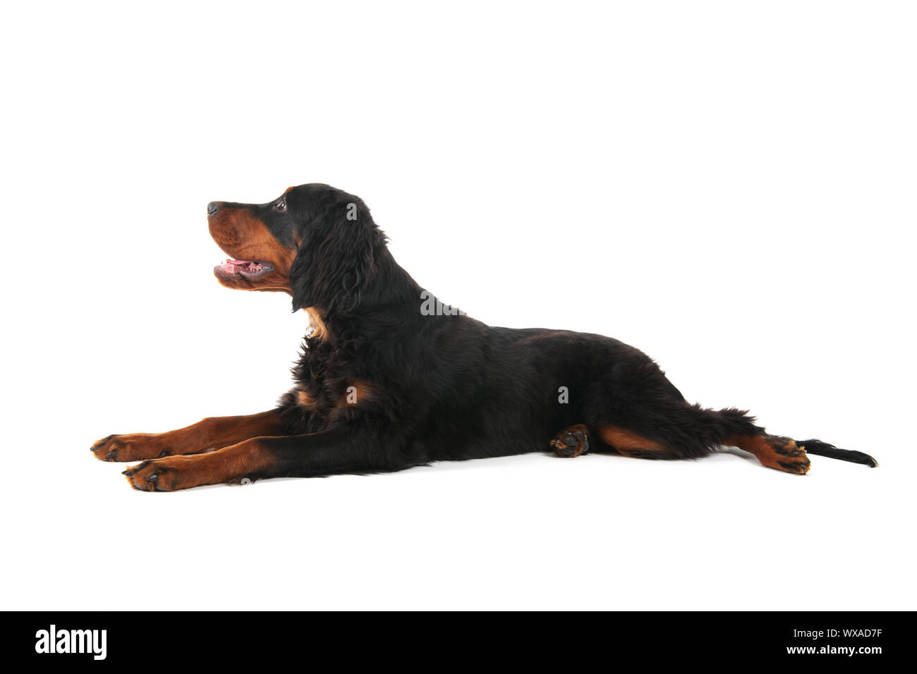 Gordon setter Cut Out Stock Images & Pictures - Alamy