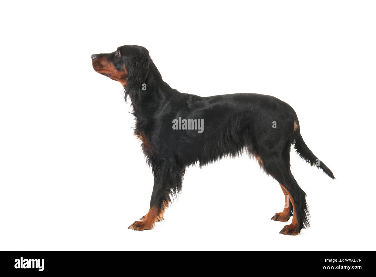 gordon Setter in show stand isolated over white background Stock Photo ...