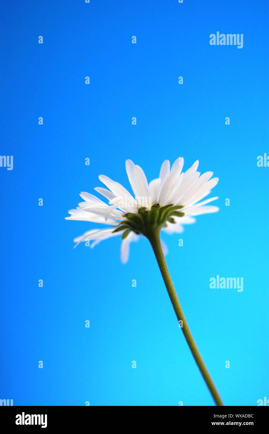 Happy daisy under blue hi-res stock photography and images - Alamy