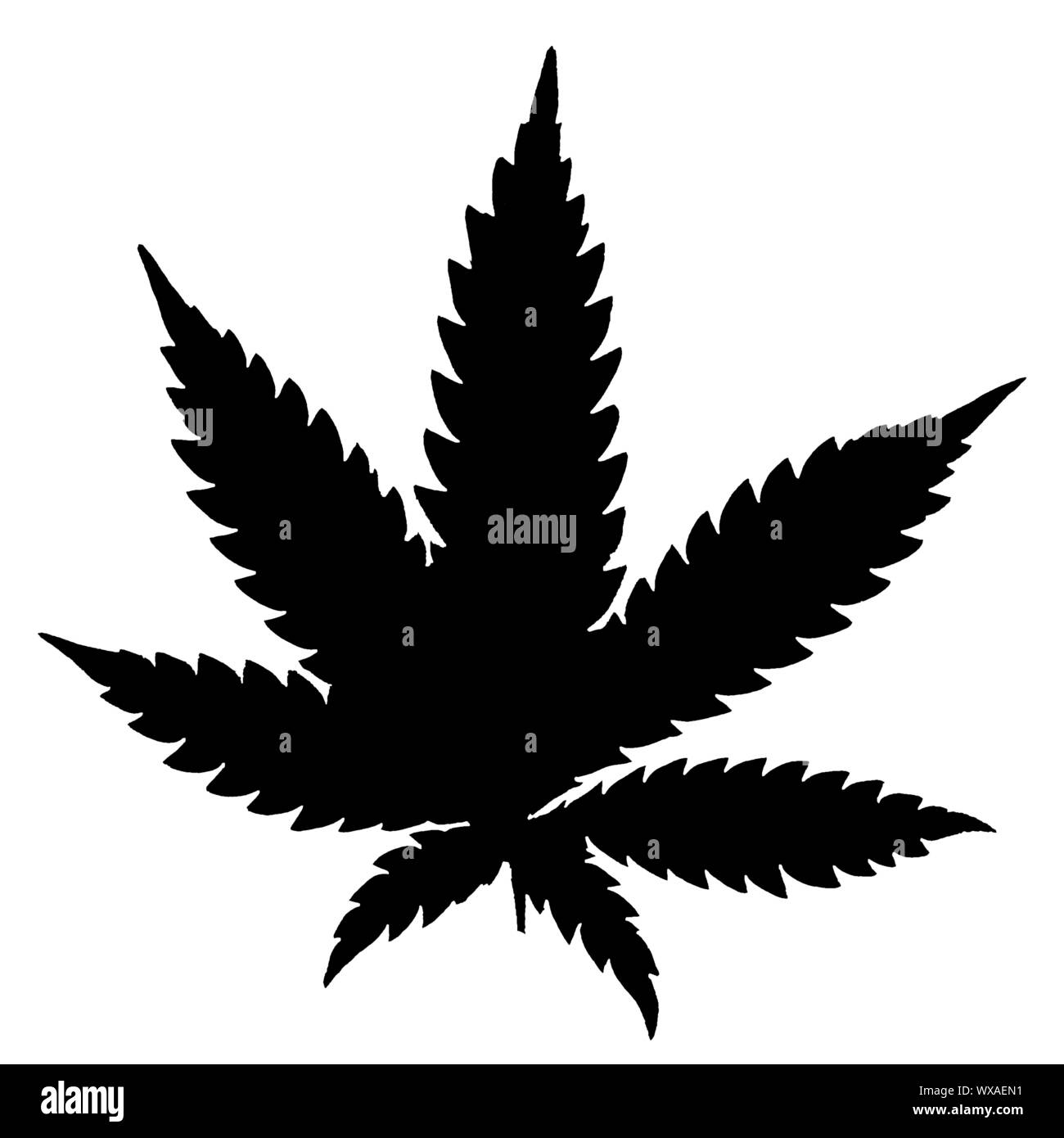 Cannabis sativa leaf Black and White Stock Photos & Images - Alamy