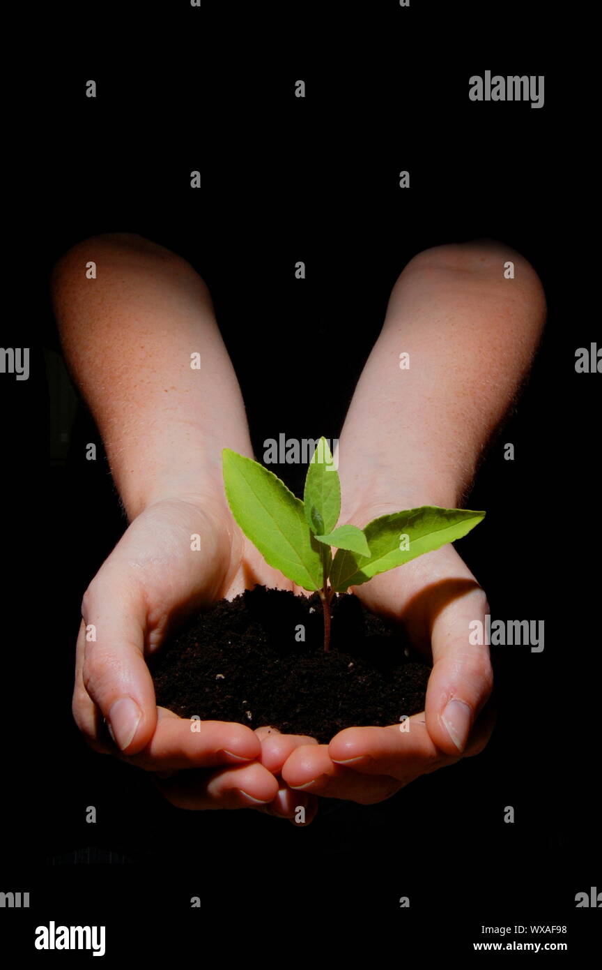 young plant in hand showing concept of youth and growth Stock Photo - Alamy
