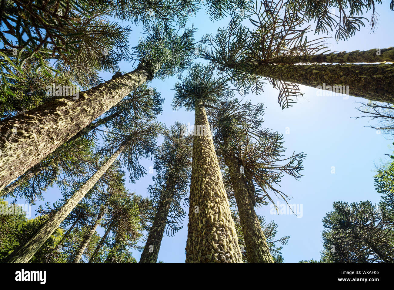 Araucariaceae hi-res stock photography and images - Alamy
