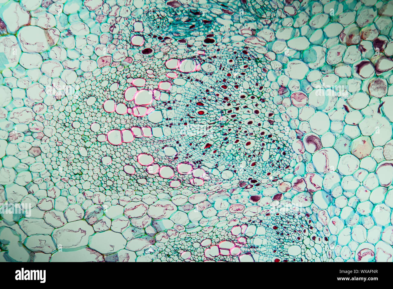 Grapevine branch in cross section 100x Stock Photo - Alamy