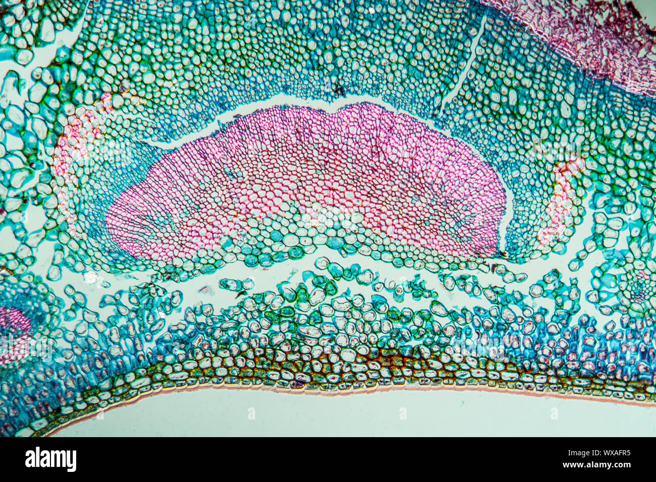 Holly leaf cross section 100x Stock Photo - Alamy