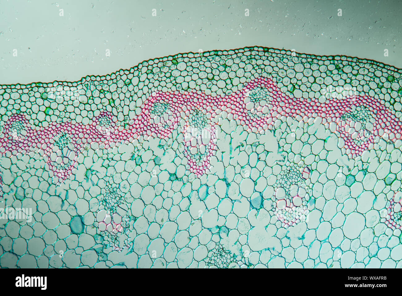 Many-flowered white-root stalk cross section 100x Stock Photo - Alamy