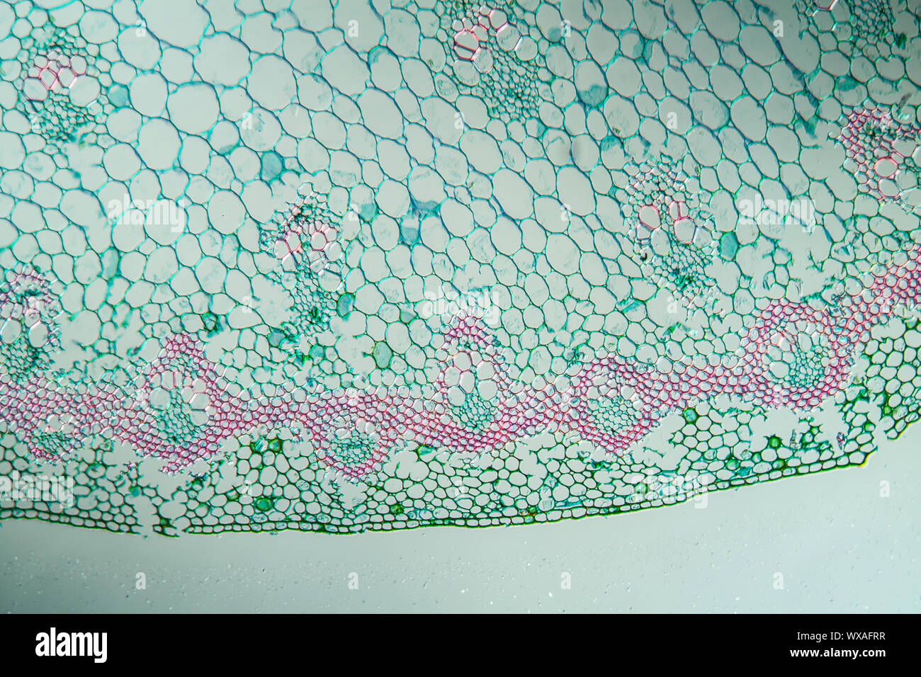 Many-flowered white-root stalk cross section 100x Stock Photo - Alamy