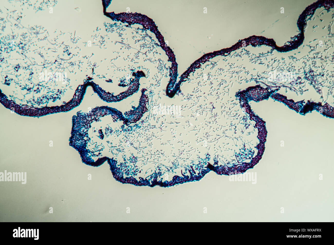 Lichen cross section hi-res stock photography and images - Alamy
