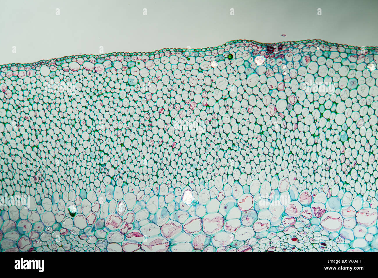 Grapevine branch in cross section 100x Stock Photo - Alamy