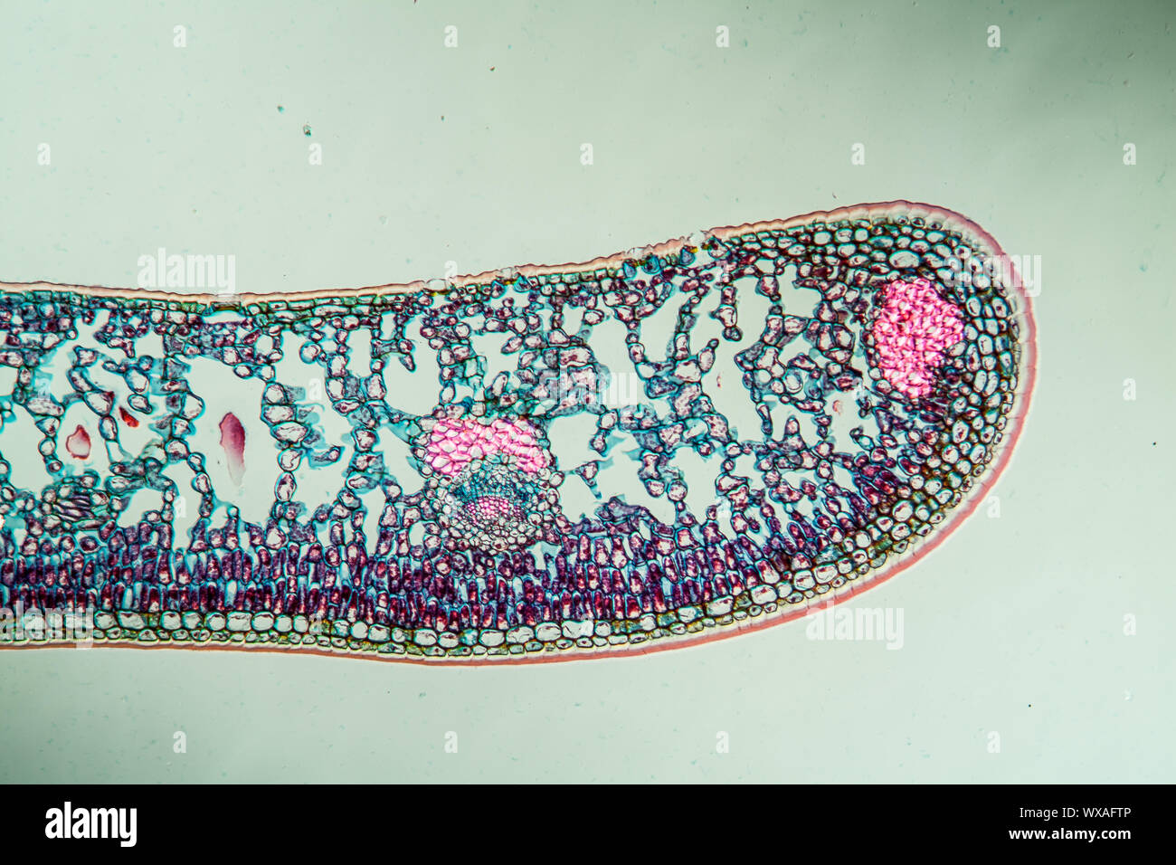 Holly leaf cross section 100x Stock Photo - Alamy
