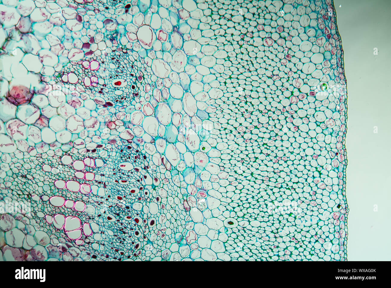 Grapevine branch in cross section 100x Stock Photo - Alamy