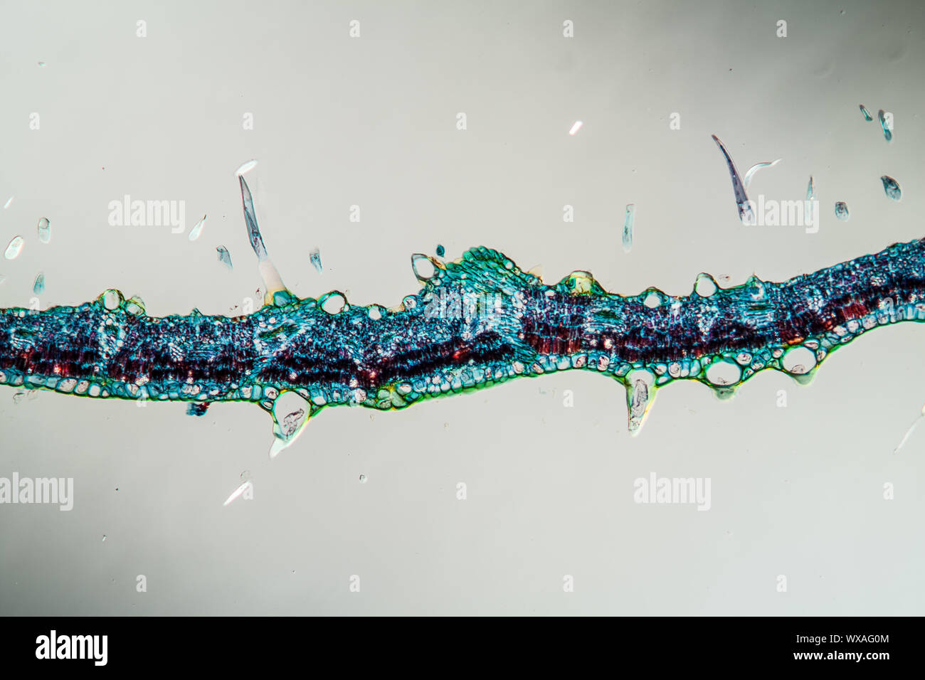 Rose Plant Cross Section High Resolution Stock Photography and Images ...
