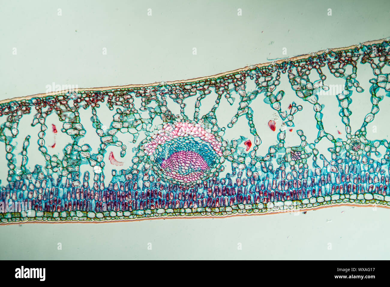 Holly leaf cross section 100x Stock Photo - Alamy