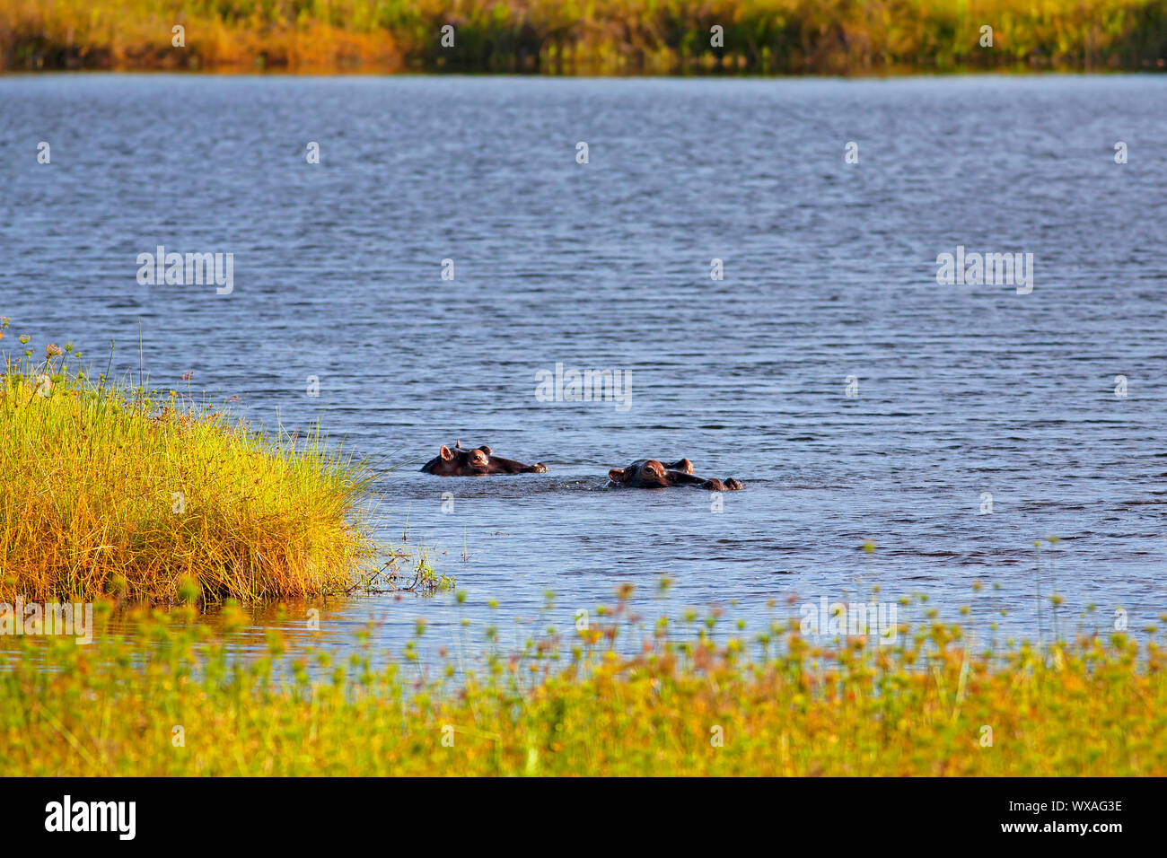 Mukimi hi-res stock photography and images - Alamy