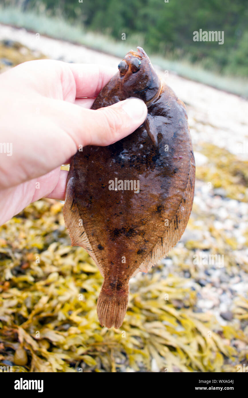 Fish Platinus flesus; river flounder Stock Photo - Alamy