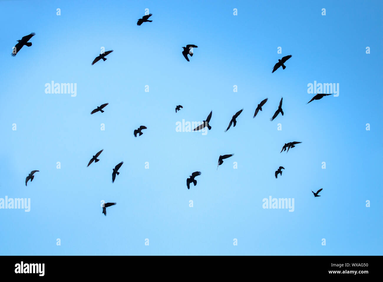 Flying rooks and jackdaws Stock Photo - Alamy