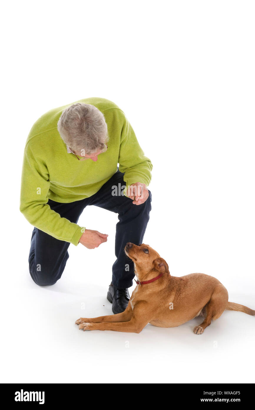 Training crossbreed hi-res stock photography and images - Alamy