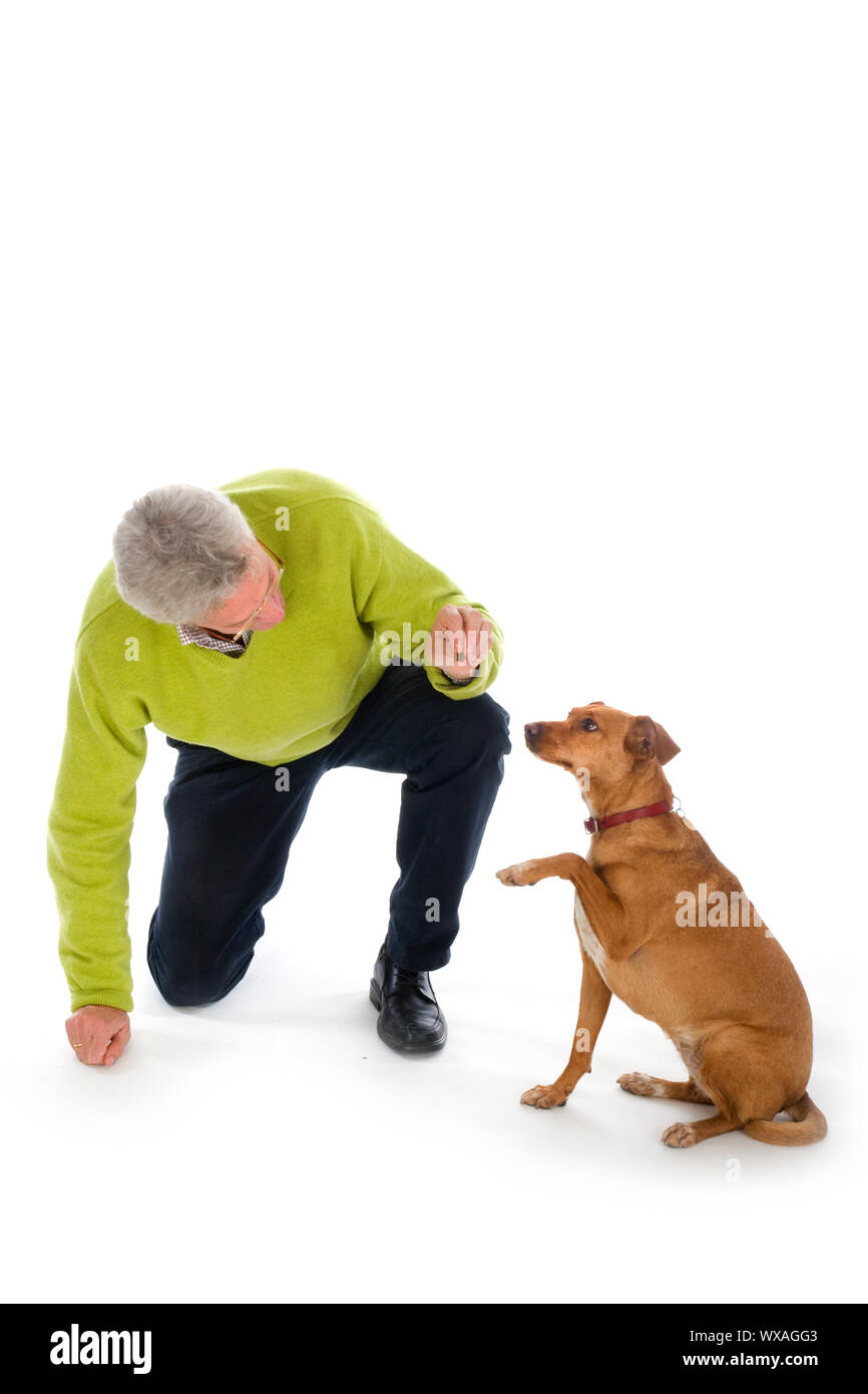 Training the dog obedience Stock Photo - Alamy