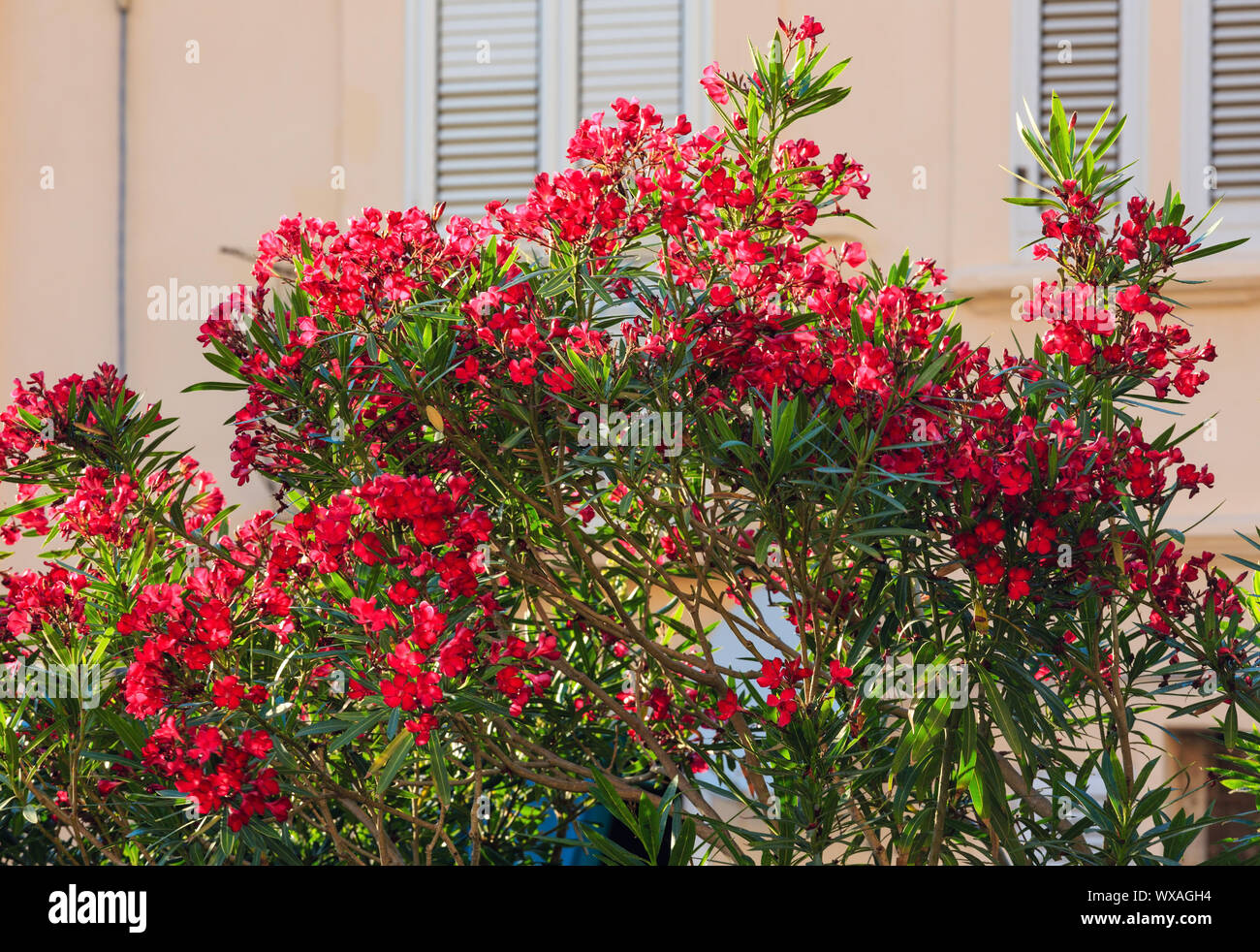 Magenta Nerium Oleander blossoming bush Stock Photo - Alamy