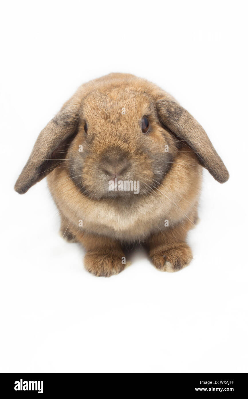 Cute rabbit on white background Stock Photo - Alamy