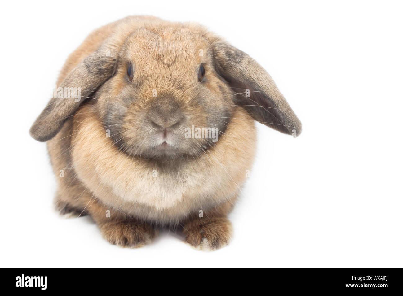 Cute rabbit on white background Stock Photo - Alamy