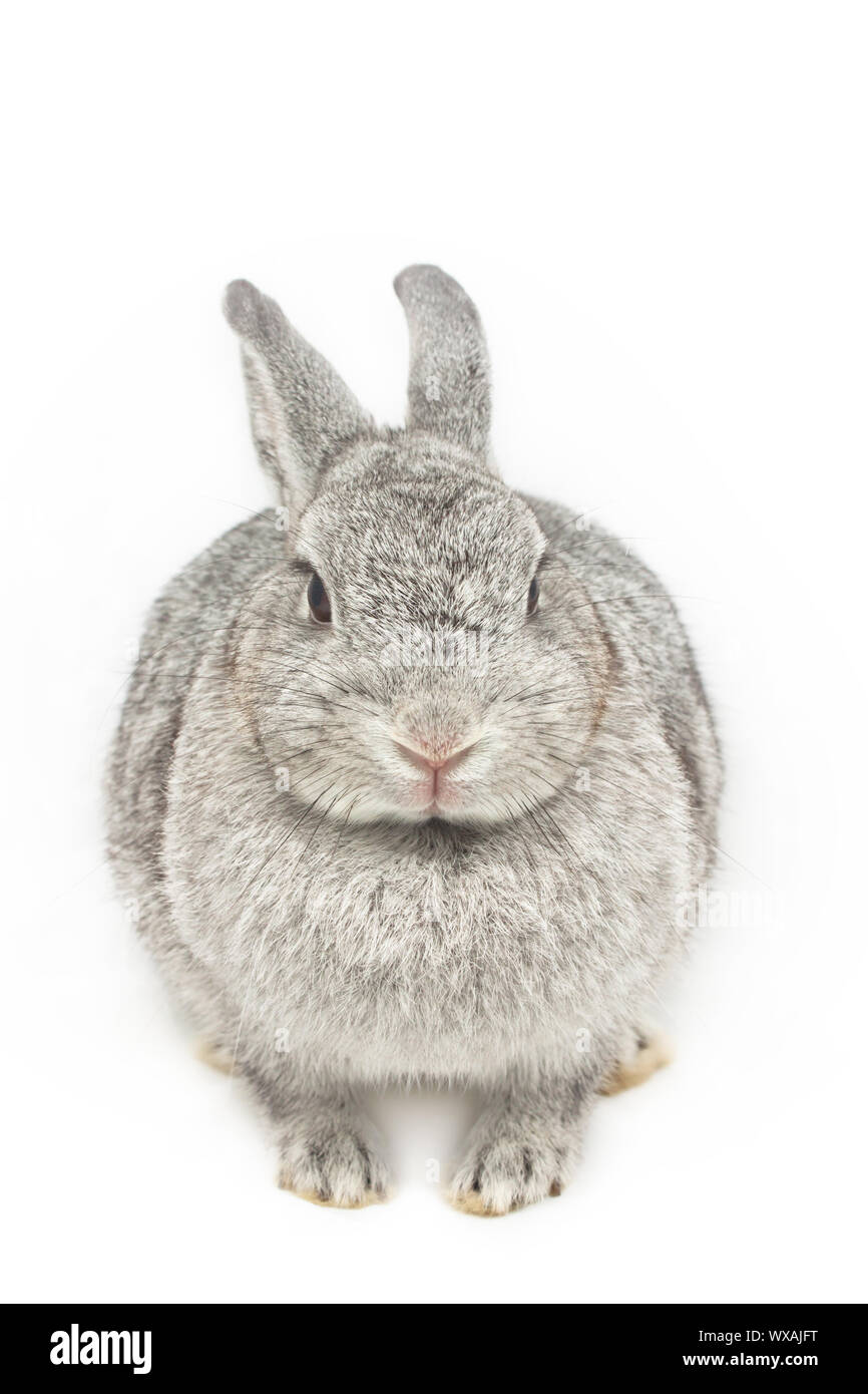 Cute rabbit on white background Stock Photo - Alamy