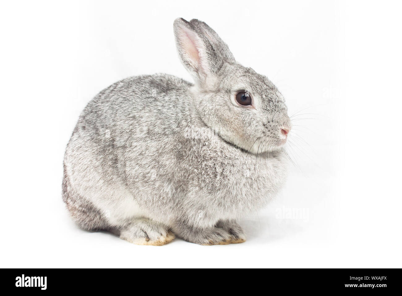Cute rabbit on white background Stock Photo - Alamy