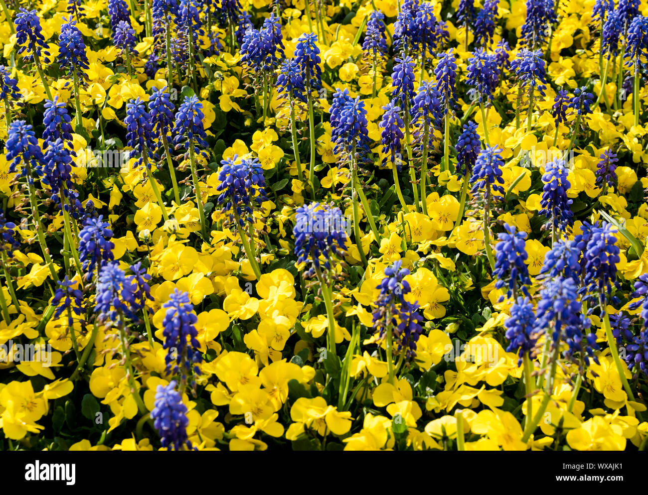 mixed flower bed of yellow violets and purple grape hyacinths up close ...