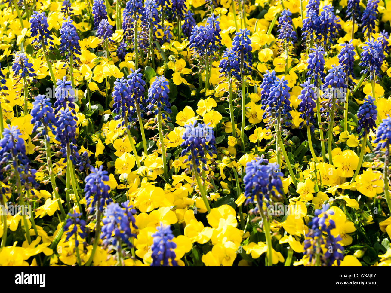 Mixed flower bed hi-res stock photography and images - Alamy