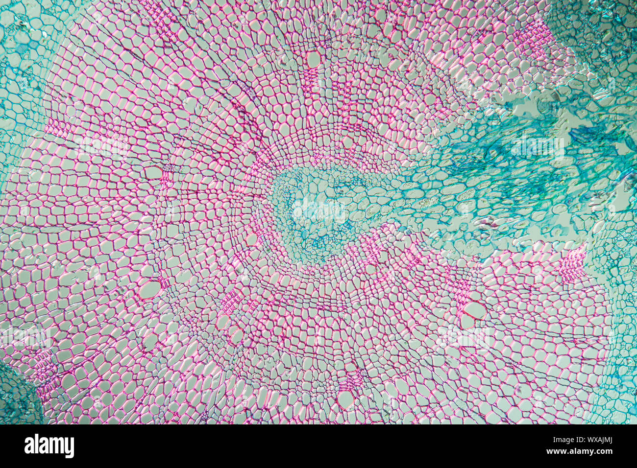 Root cross section hi-res stock photography and images - Alamy
