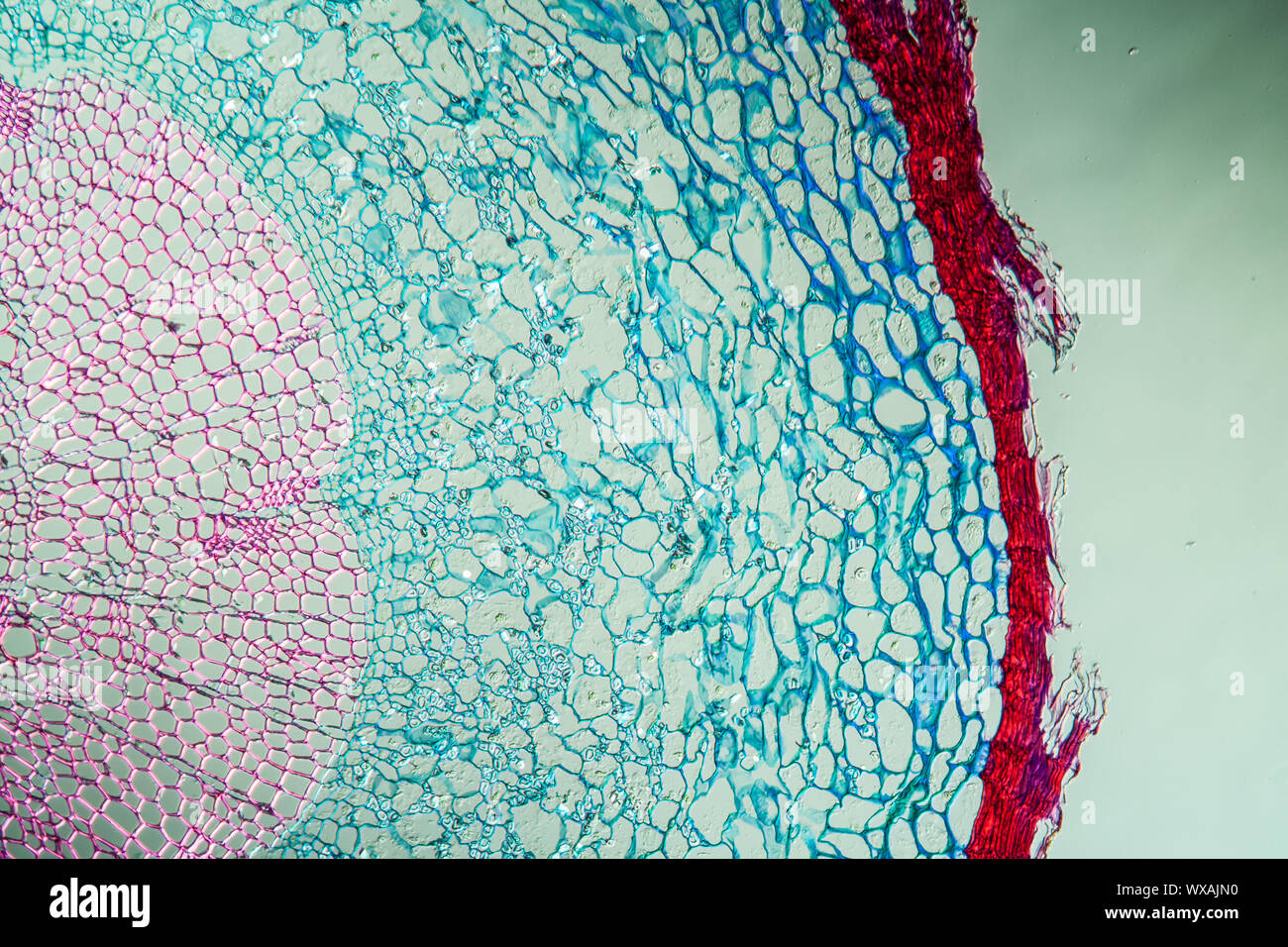 Daphne root, cross section 100x Stock Photo - Alamy